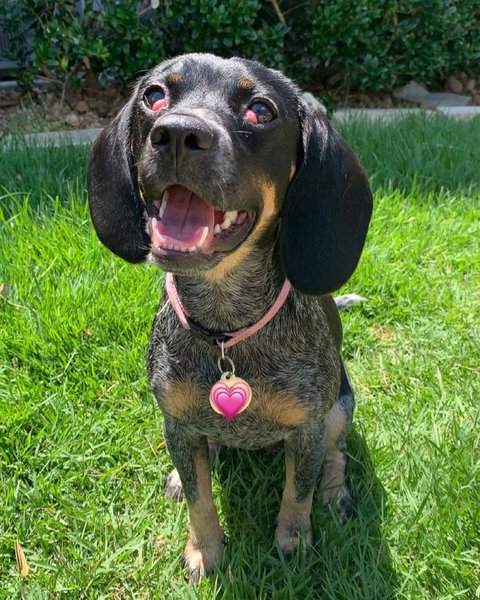 Blue Tick Beagle - Your Complete Breed Guide - The Goody Pet