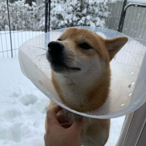 What Is A Corgi Shiba Inu Mix? A Complete Guide - The Goody Pet