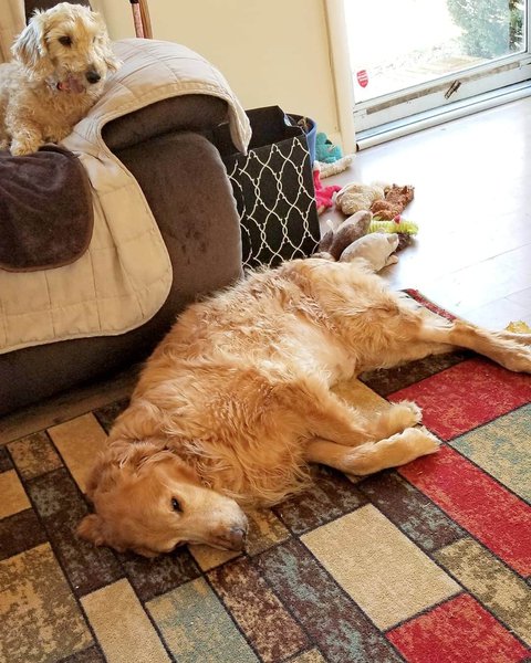 Golden Retriever Lifespan And Its Common Health Issues - The Goody Pet