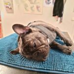 11 Safety Tips If Your Dog Ate An Ant Trap - The Goody Pet