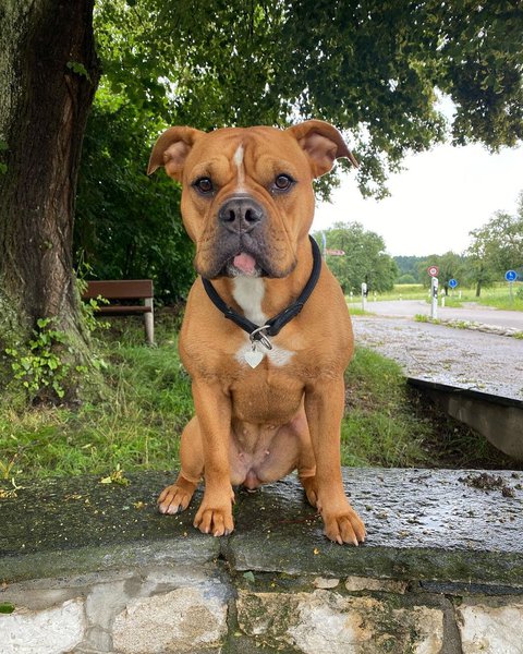 39 Mastiff Breeds That Have A Towering And Commanding Presence - The ...