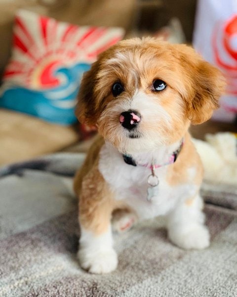 26 Weird & Unusual Dog Mixes You Find Them Hard To Believe - The Goody Pet