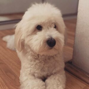 17 Least Smelly Dog Breeds Perfect For Apartment Living - The Goody Pet