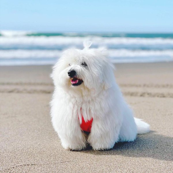 31 Quiet Dog Breeds That Redefine The Term 'Hush Puppies - The Goody Pet