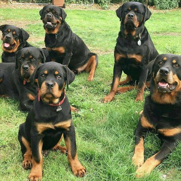 German Rottweiler VS American Rottweiler - 7 Surprising Differences ...