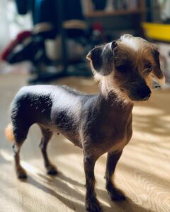 43 Adorable Dachshund Mixes That You Never Knew Existed - The Goody Pet