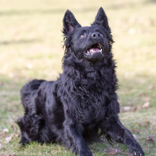 22 Cattle Dog Breeds That Love Corralling Livestock - The Goody Pet