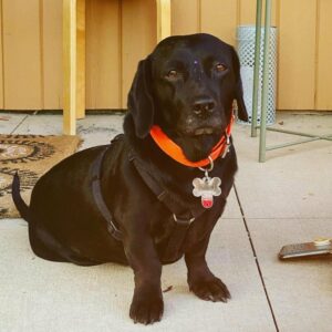 43 Adorable Dachshund Mixes That You Never Knew Existed - The Goody Pet