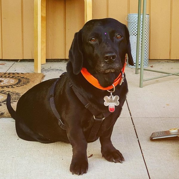 43 Adorable Dachshund Mixes That You Never Knew Existed - The Goody Pet
