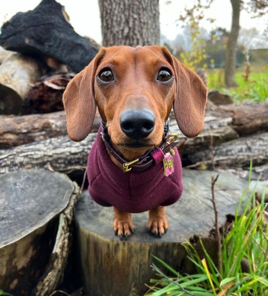 32 Low-Cost Dog Breeds That Shouldn’t Burn A Hole In Your Pocket - The ...