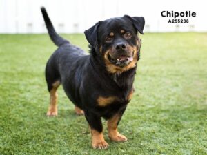 43 Adorable Dachshund Mixes That You Never Knew Existed - The Goody Pet