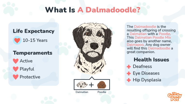 Dalmadoodle Dog Breed - Your Complete Guide To Dalmatian Poodle Mix ...