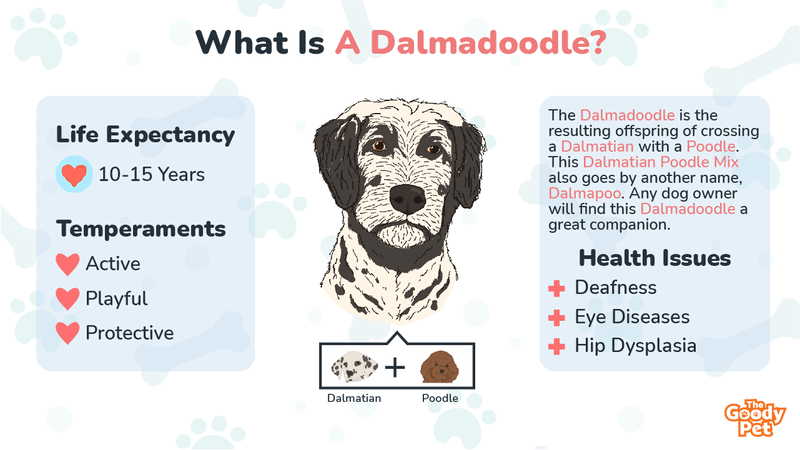 Dalmadoodle Dog Breed - Your Complete Guide To Dalmatian Poodle Mix ...