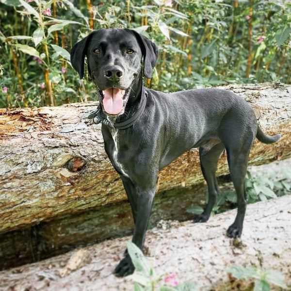 46 Black Lab Mixes That Will Put A Smile On Batman - The Goody Pet