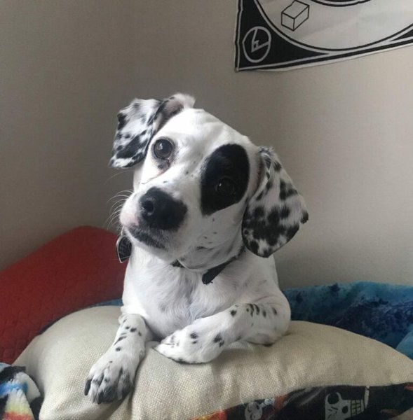 26 Weird & Unusual Dog Mixes You Find Them Hard To Believe - The Goody Pet