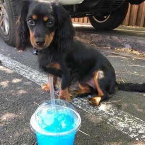 43 Adorable Dachshund Mixes That You Never Knew Existed - The Goody Pet