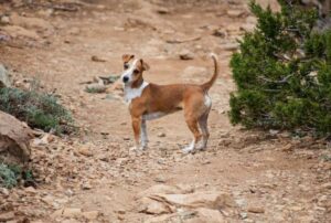 29 Desert Dog Breeds That Can Survive Global Warming - The Goody Pet