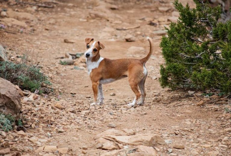 29 Desert Dog Breeds That Can Survive Global Warming - The Goody Pet