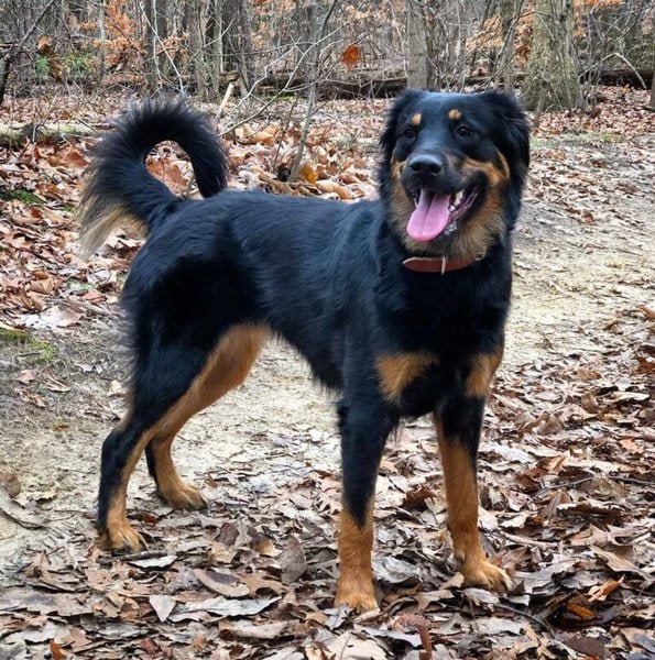 Australian Shepherd Rottweiler Mix - Your Complete Breed Guide To The ...
