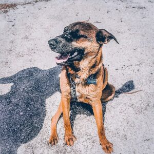 Black Mouth Cur Dog Breed - Your Complete Guide - The Goody Pet