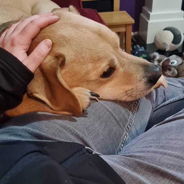 Depression In Dogs: Warning Signs You Need To Know - The Goody Pet