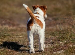 Can Dogs Control Their Tails? Insights To Understanding The Wagging ...