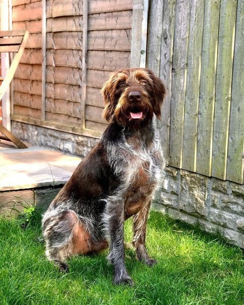 German Wirehaired Pointer - Your Complete Breed Guide - The Goody Pet