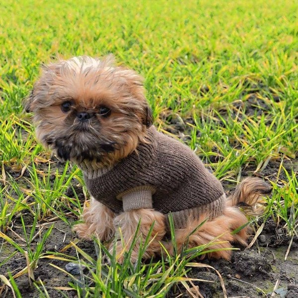 Imperial Shih Tzu - Your Complete Breed Guide To The Imperial Army's ...