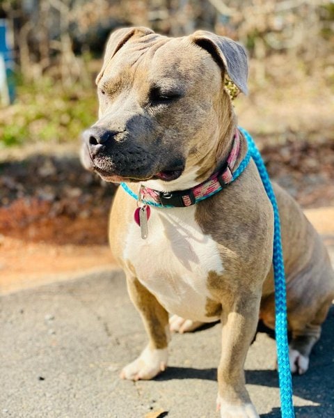 Training Pitbulls; Press F To Train Your Pitbull Well - The Goody Pet