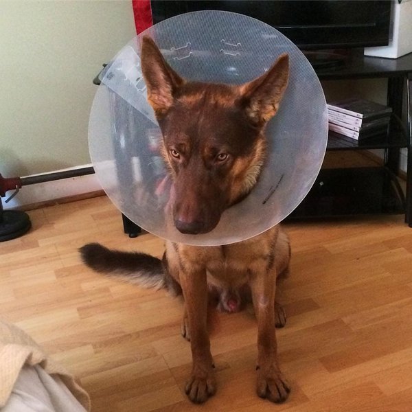 Liver German Shepherd - Your Complete Breed Guide - The Goody Pet