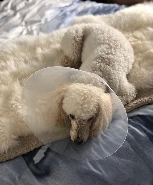 Poodle Lifespan And Its Common Health Issues - The Goody Pet