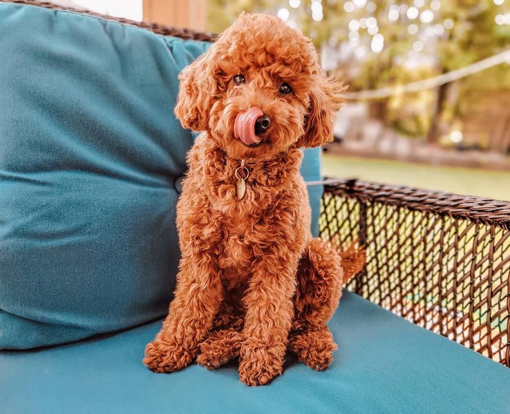 Red Poodle - Your Complete Breed Guide - The Goody Pet