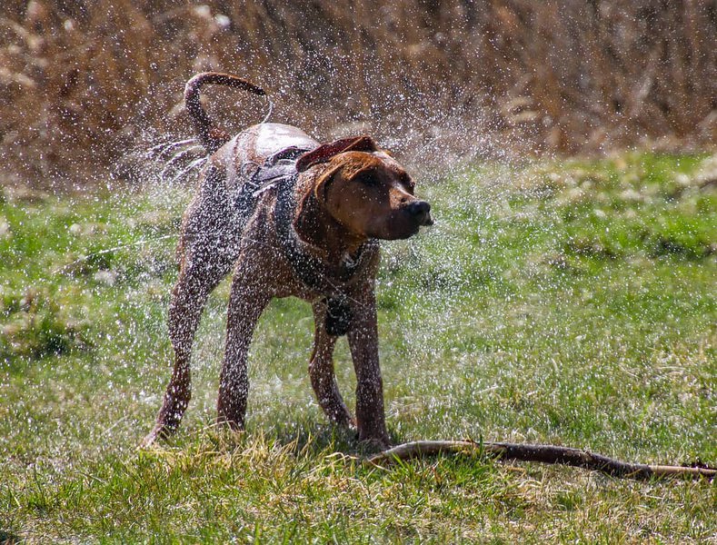 How Much Does A Rhodesian Ridgeback Cost (October 2025) - The Goody Pet
