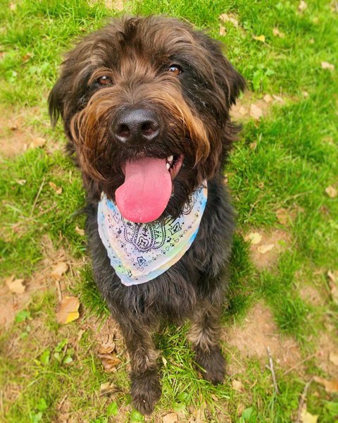 Rottweiler Poodle Mix - Your Complete Breed Guide To The Rottie Poo ...