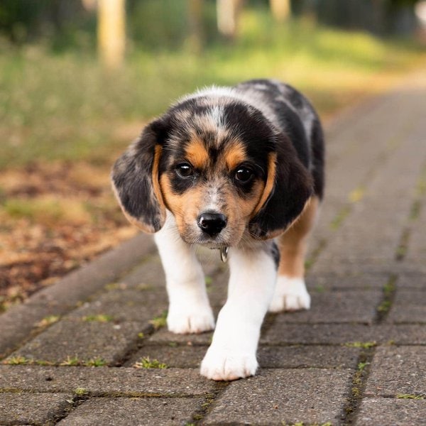 Australian Shepherd Beagle Mix - Your Complete Breed Guide To The ...