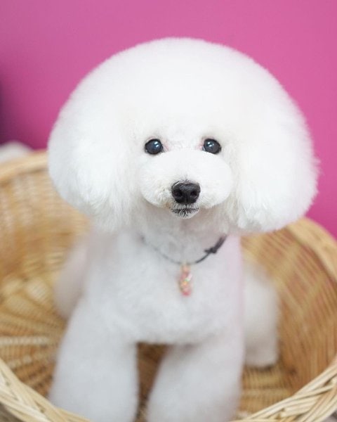 White Poodle - Your Complete Breed Guide - The Goody Pet