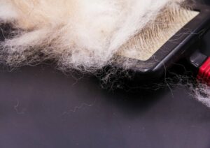 White Pugs: A Complete Guide To The 2 Types Of White Pug Breeds - The ...