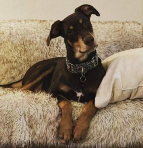 46 Adorable Labrador Mixes That Are Too Cute For Words - The Goody Pet