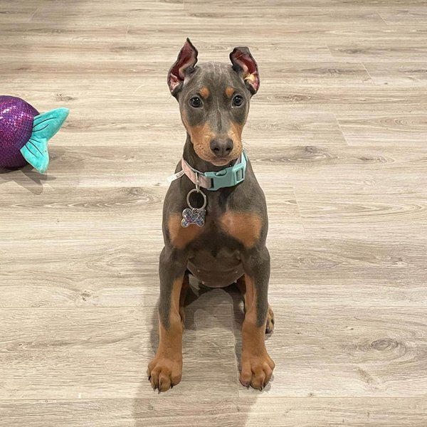 Doberman Ear Cropping - Is It Necessary? And Is It Illegal? - The Goody Pet