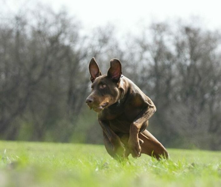 Doberman Rottweiler Mix - Your Complete Breed Guide To The Rotterman ...