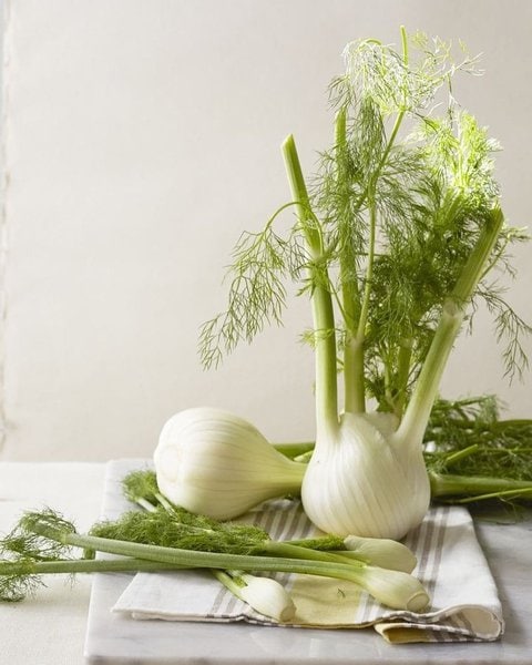 Can Dogs Eat Fennel? Here Are 3 Reasons Why They Should - The Goody Pet