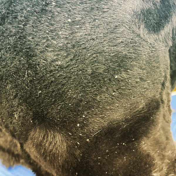Dog Dandruff: Causes & How To Control It - TheGoodyPet - The Goody Pet