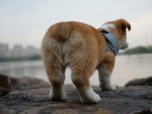 26 Brindle Dog Breeds That You Never Know Existed - The Goody Pet