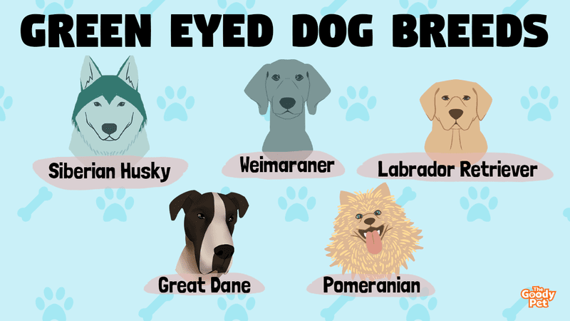 How Rare Are Green Eyes In Dogs
