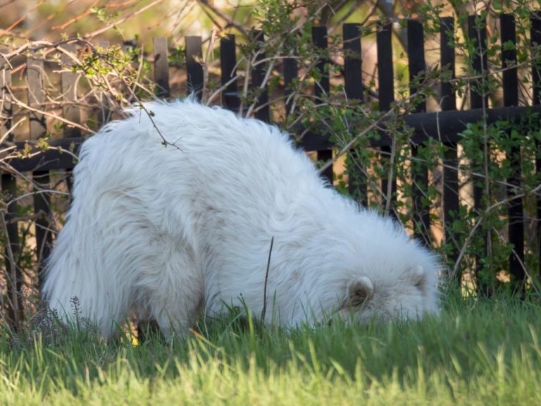Dog Digging Under Fence - 16 Solutions - The Goody Pet