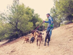 Dog Sitting Rates: Prices & Rates Explained - The Goody Pet