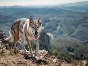 28 Dogs That Look So Much Like Wolves, You'll Do a Double Take - The ...