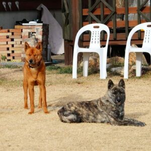 8 Korean Dog Breeds You've (Probably) Never Heard Of - The Goody Pet