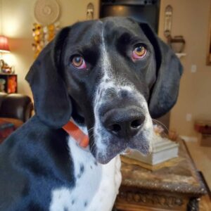 My Dog Has Red Eyes! - What Should I Do? - The Goody Pet