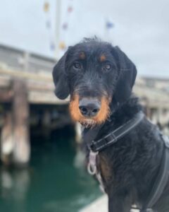 62 Poodle Mixes That You Cannot Remember Them All - The Goody Pet